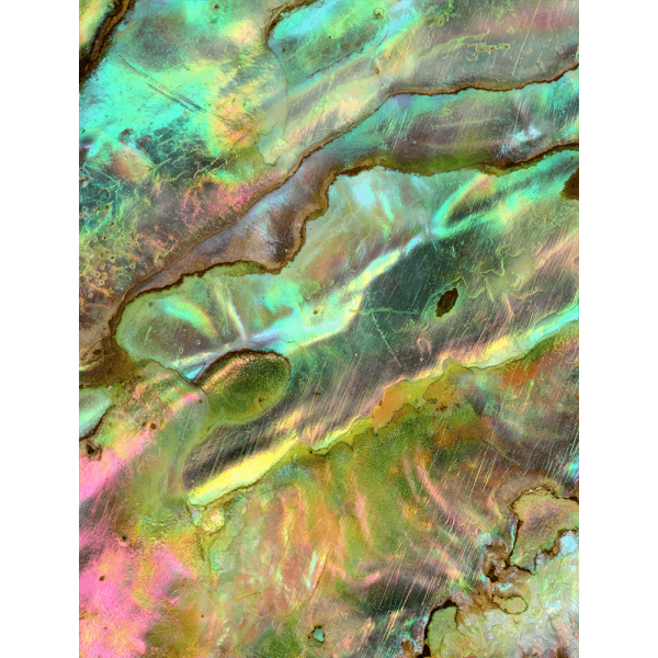 Pacific Paua #01 - Mint Art Co